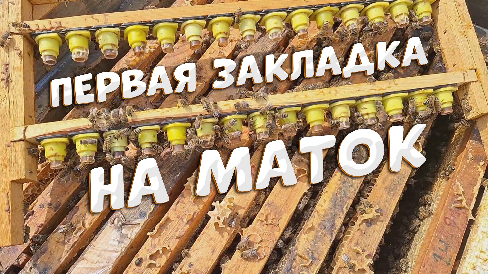 ПЕРВАЯ ЗАКЛАДКА НА МАТОК