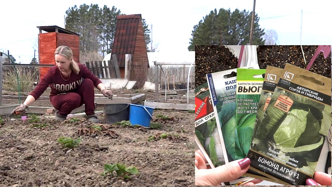 Сею капусту позднюю и цветную. На даче обработала викторию и все кусты от вредителей
