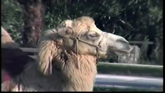 В поисках Мегопикселя( Сусса)