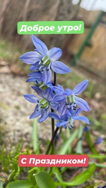 Первоцветы