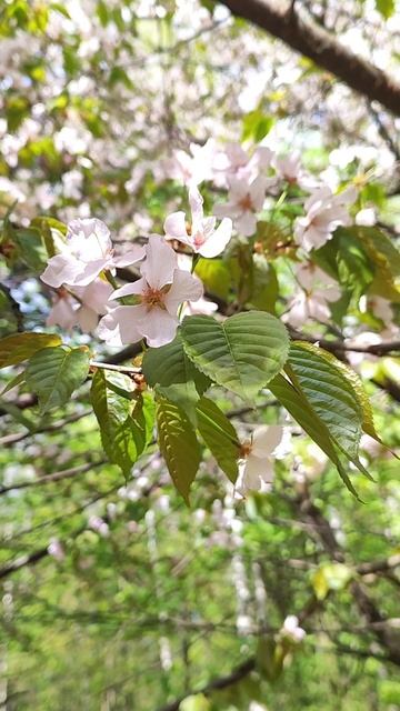 Цветение сакуры в Москве. Цветущая Сакура. Апрель 2025