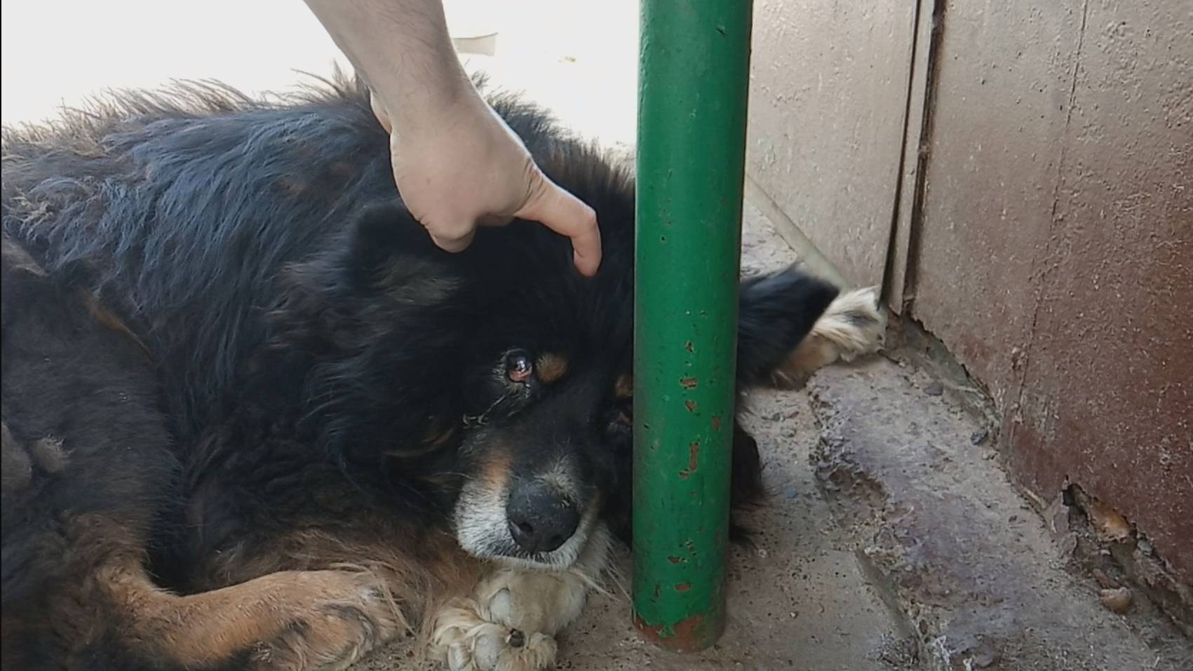 Любимый пёс