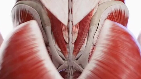 Ягодичные МЫШЦЫ...(3D-анимация)