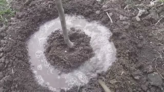 Подкормка яблонь весной