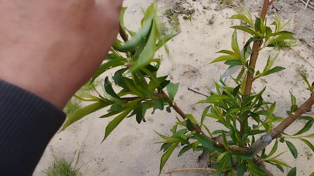 Персик Весенняя нормировка по бегами .