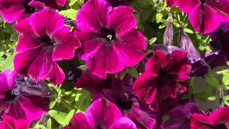 Рассада. Петуния вегетативная Космик Перпл (Go! Tunia Cosmic Purple) Меристемные саженцы.