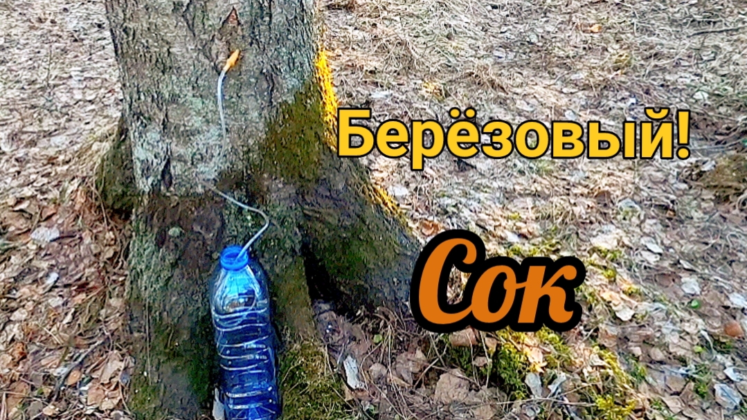 Собираю сок берёзовый,полезный напиток!