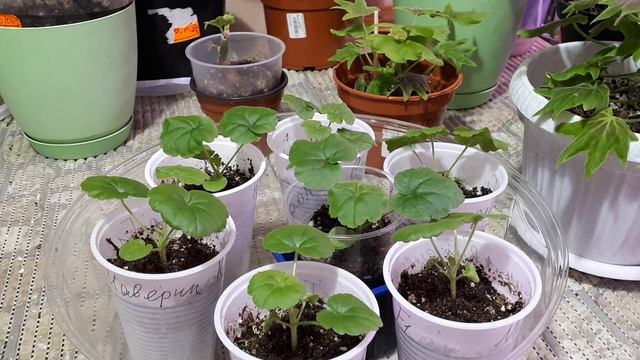 🌺Пеларгония из семян!🌺Месяц после посева - Как ухаживать за рассадой?🌺