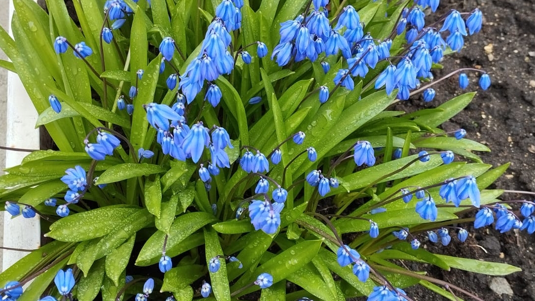 весенний адвент 2025/все!/ вышивка крестиком