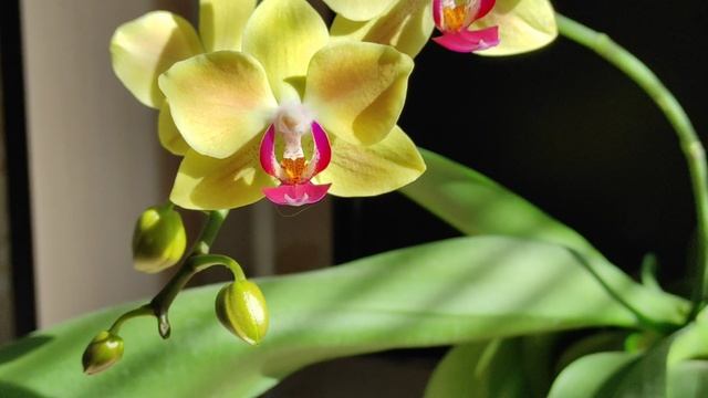 ОРХИДЕЯ фаленопсис СОЛНЕЧНАЯ НЕЗНАКОМКА #орхидея #фаленопсис #мультфлора #цветы #желтаякрасотка