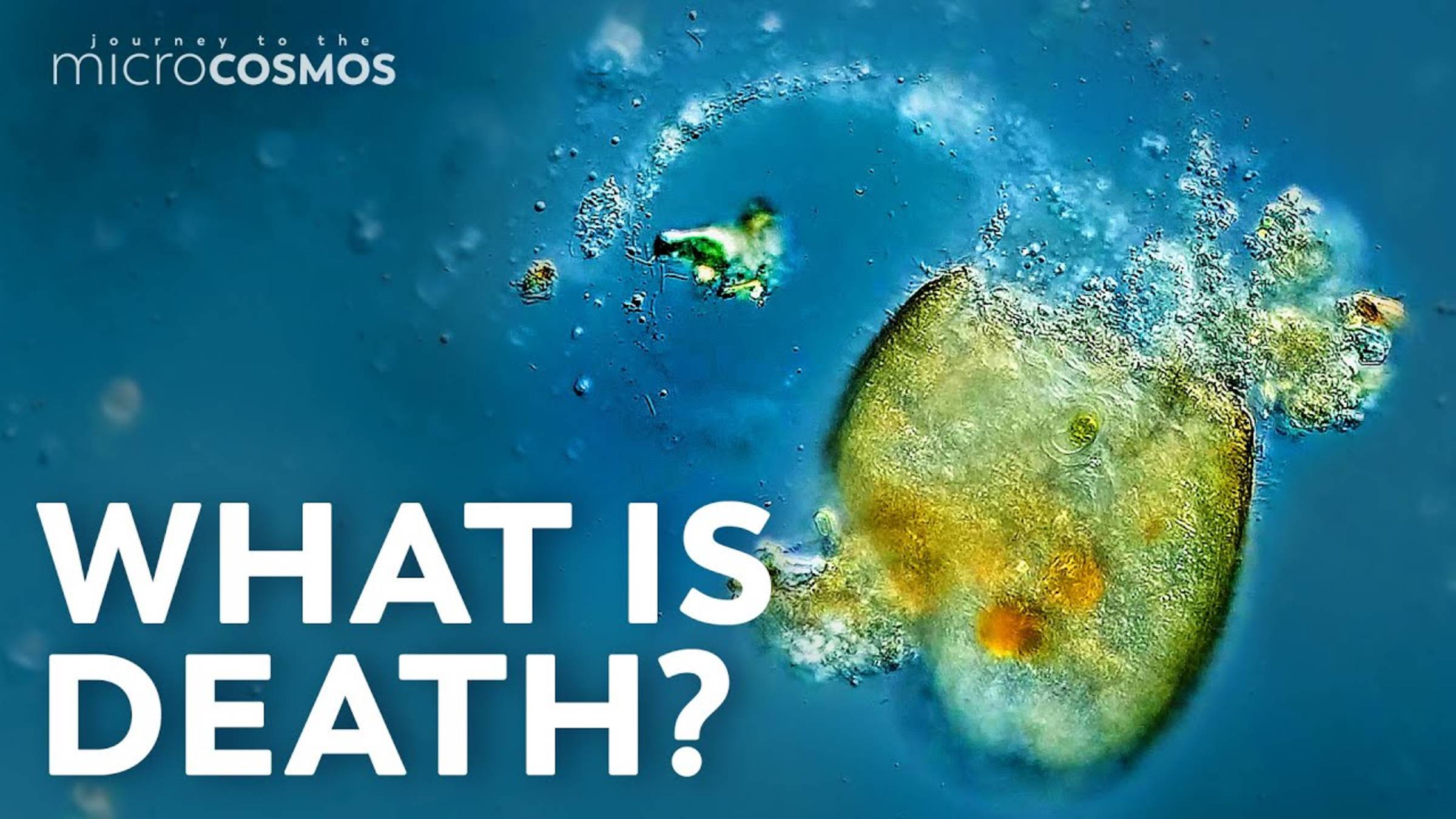 Умирающая инфузория