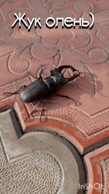 Жук Олень.