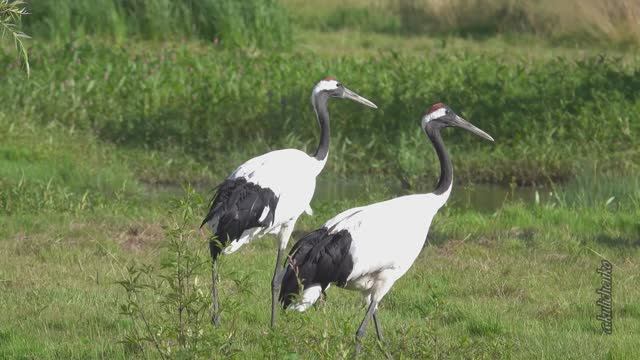 ЯПОНСКИЙ ЖУРАВЛЬ В ЕВРОПЕ