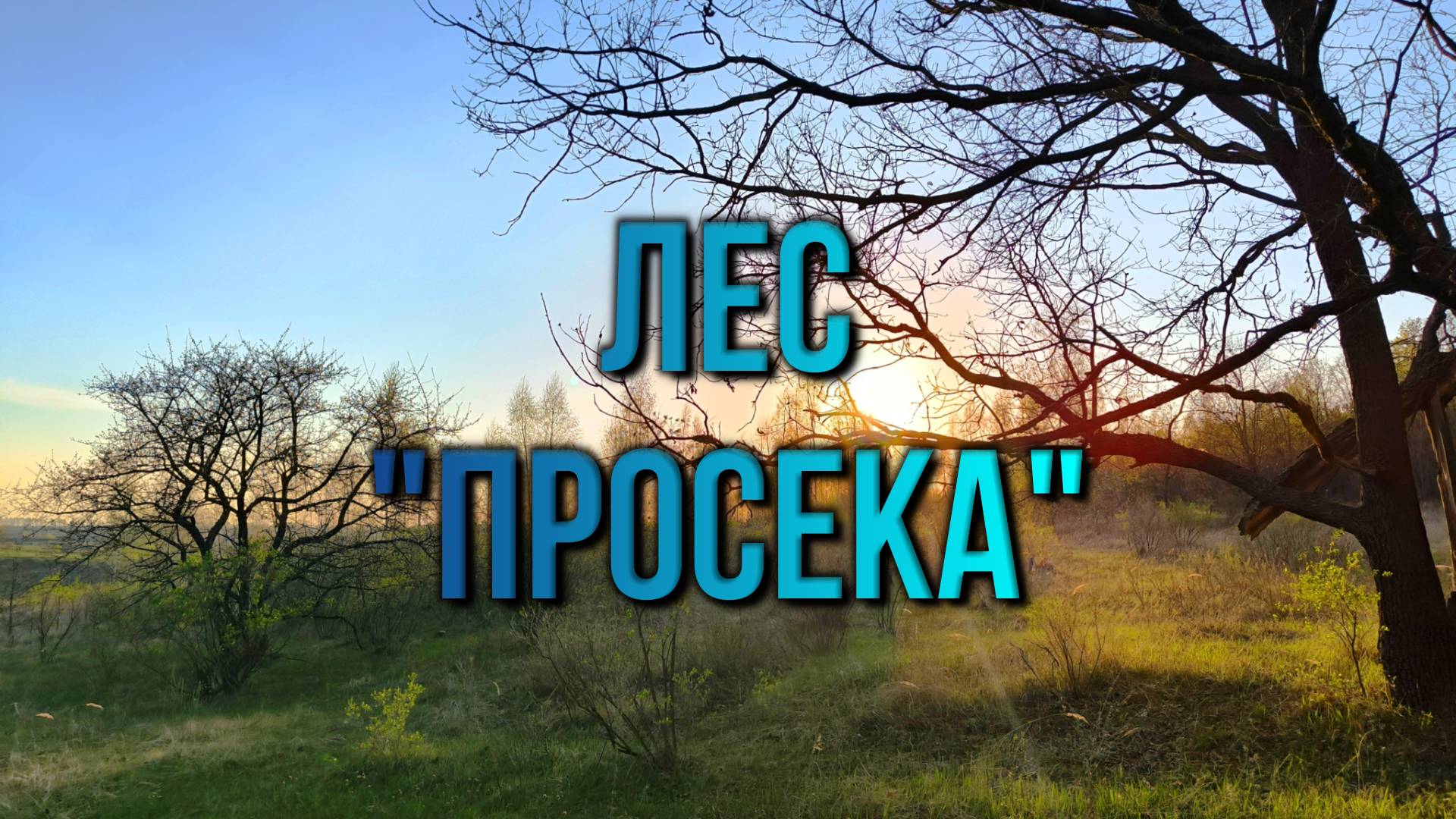#22 Лес "Просека". Аргамач-Пальна 2025. Пещеры и Каньон. Липецкая область, Елецкий район