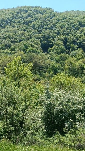 Природа горы пение птиц Новороссийск