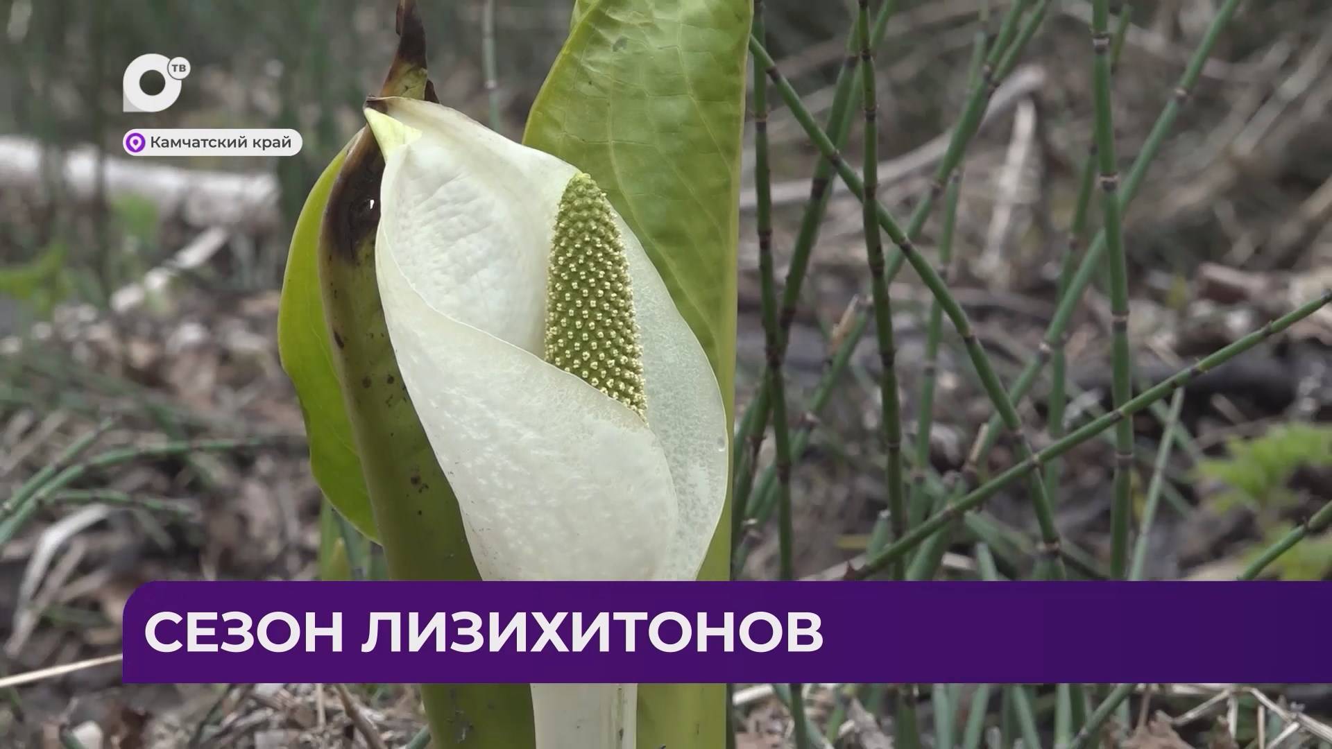 Дальний Восток Блиц / 01.05.25
