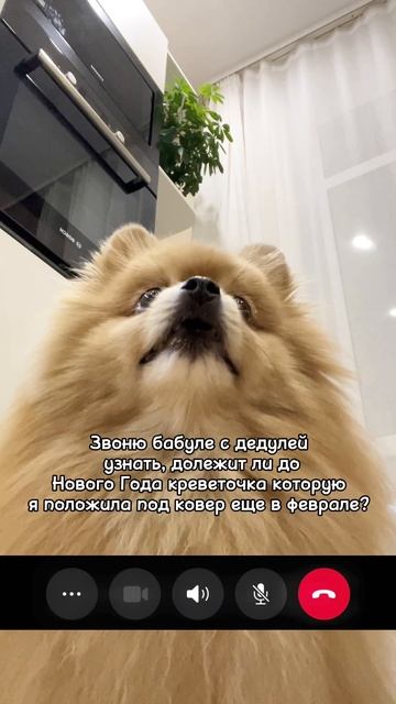 Звоню бабуле с дедулей #22