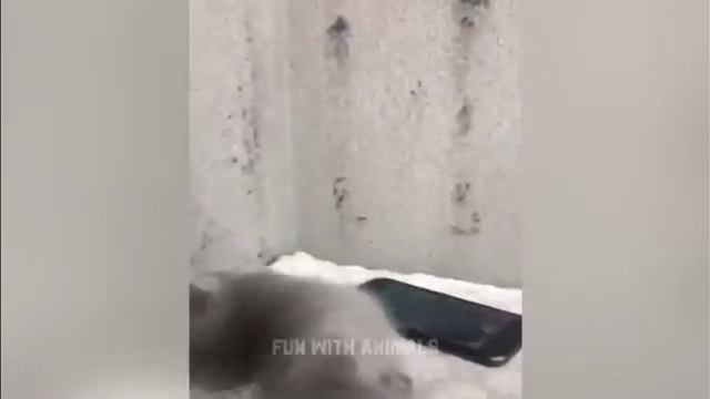Самые смешные животные 😂 Приколы с котами 2024 😺 Часть 5