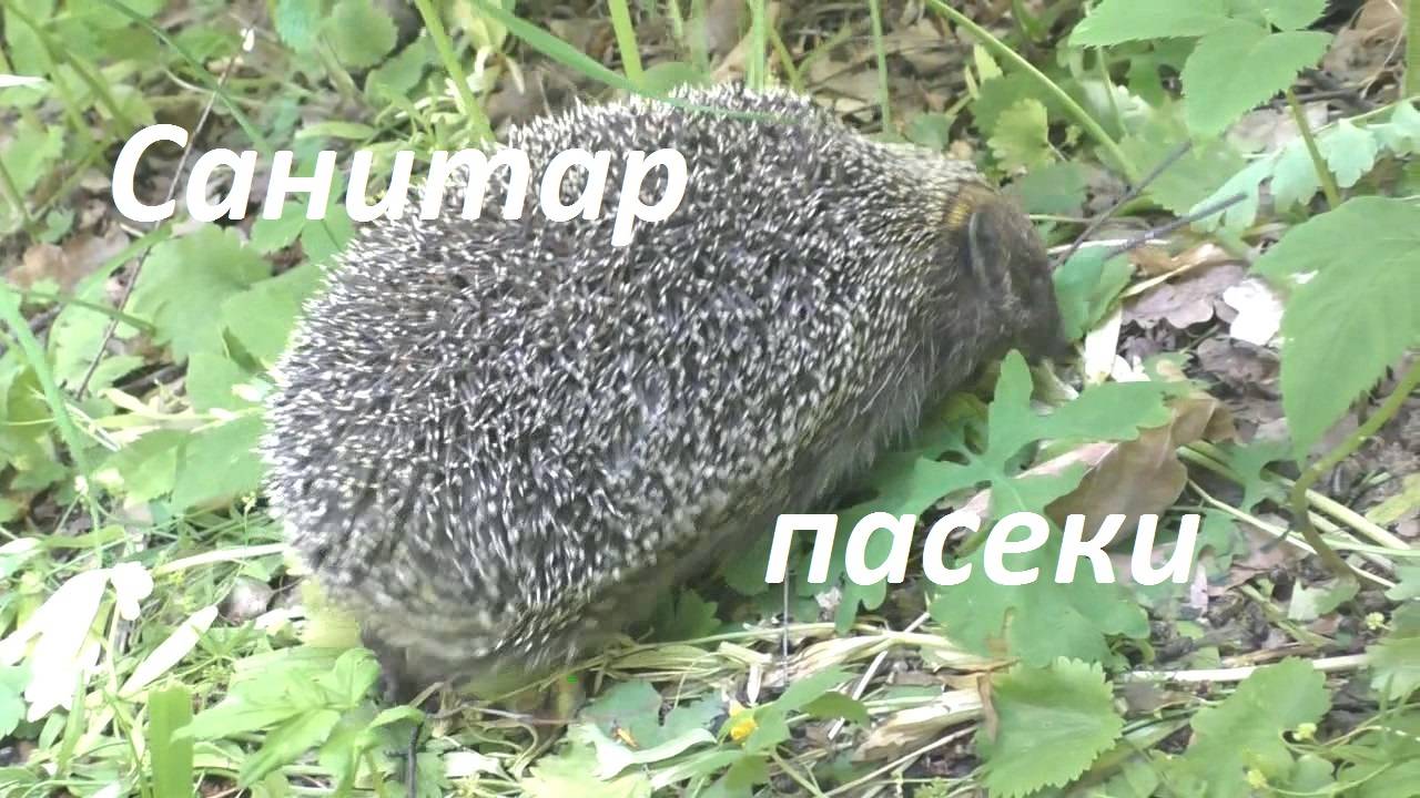 Такие санитары на пасеке нужны