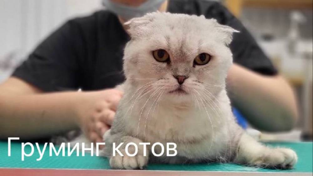Зачем котикам груминг? #коты #груминг