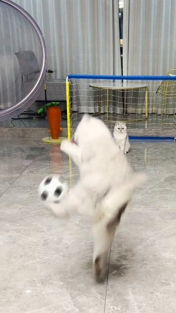 Коты футболисты