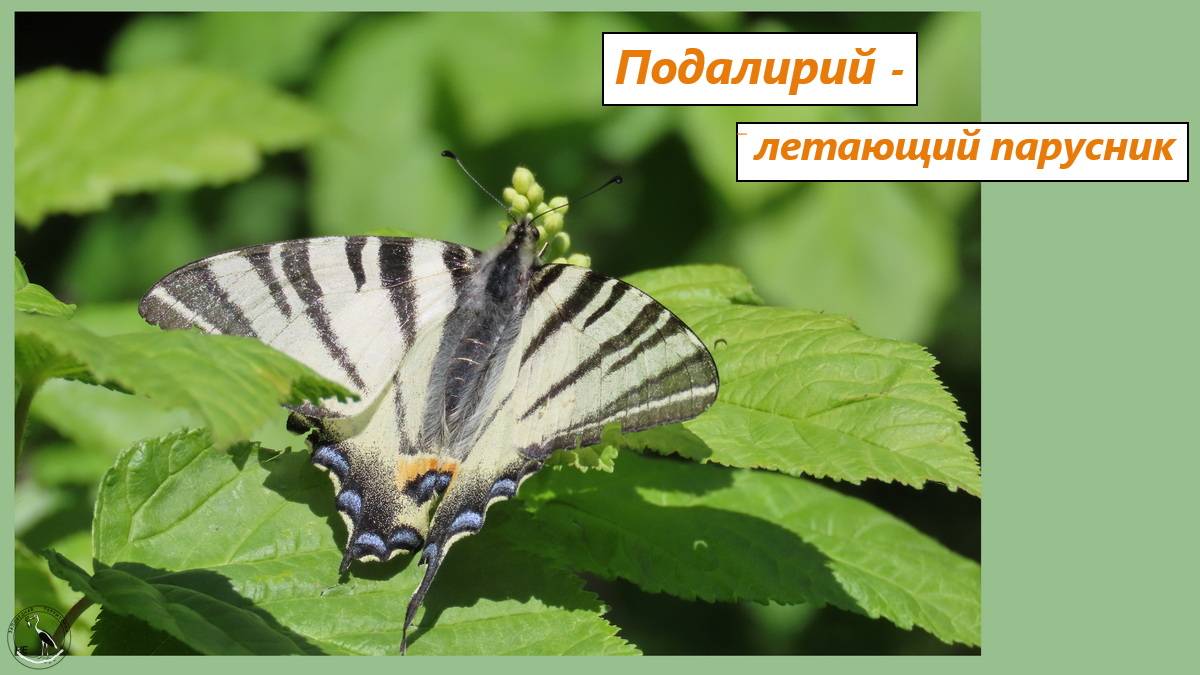 Прекрасная бабочка подалирий - летающий парусник. Апрель 2024-25
