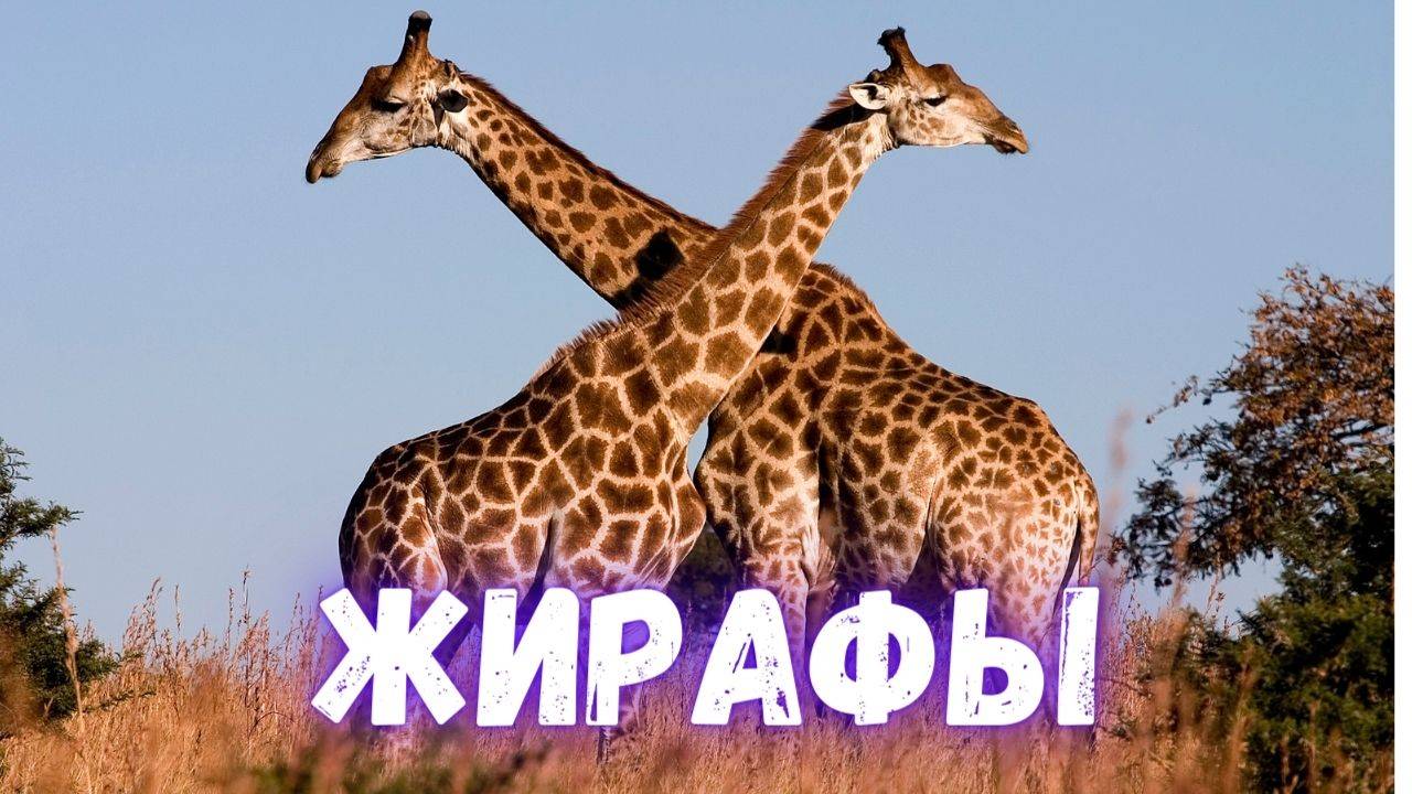 Жирафы. Топ 10 фактов про необычное длинношеее