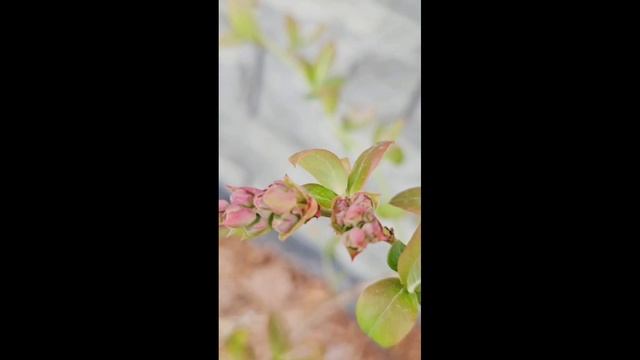 Вот и первый шмель прилетел на рассаду