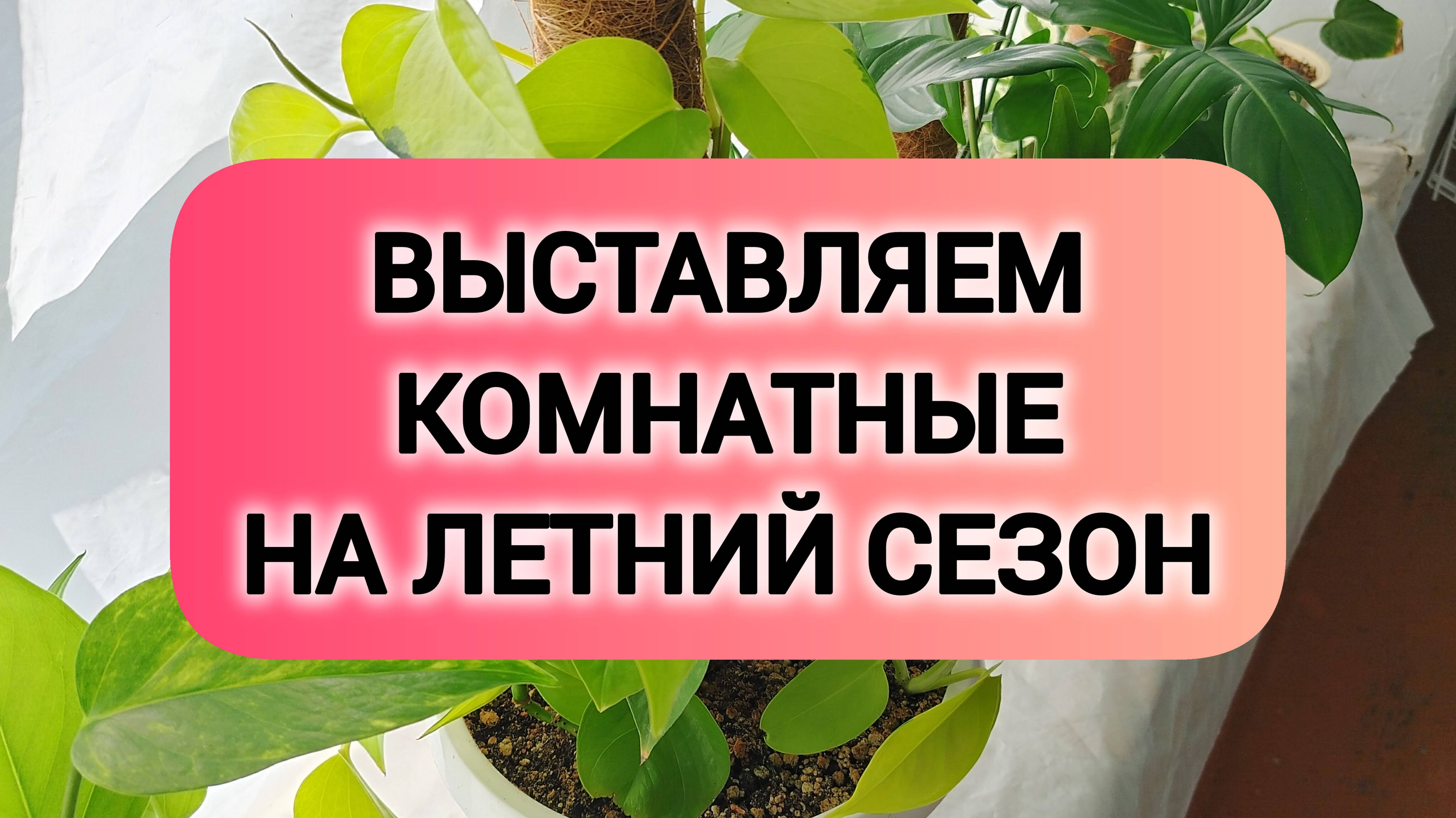 ВЫНОСИМ КОМНАТНЫЕ НА ЛЕТНИЙ СЕЗОН