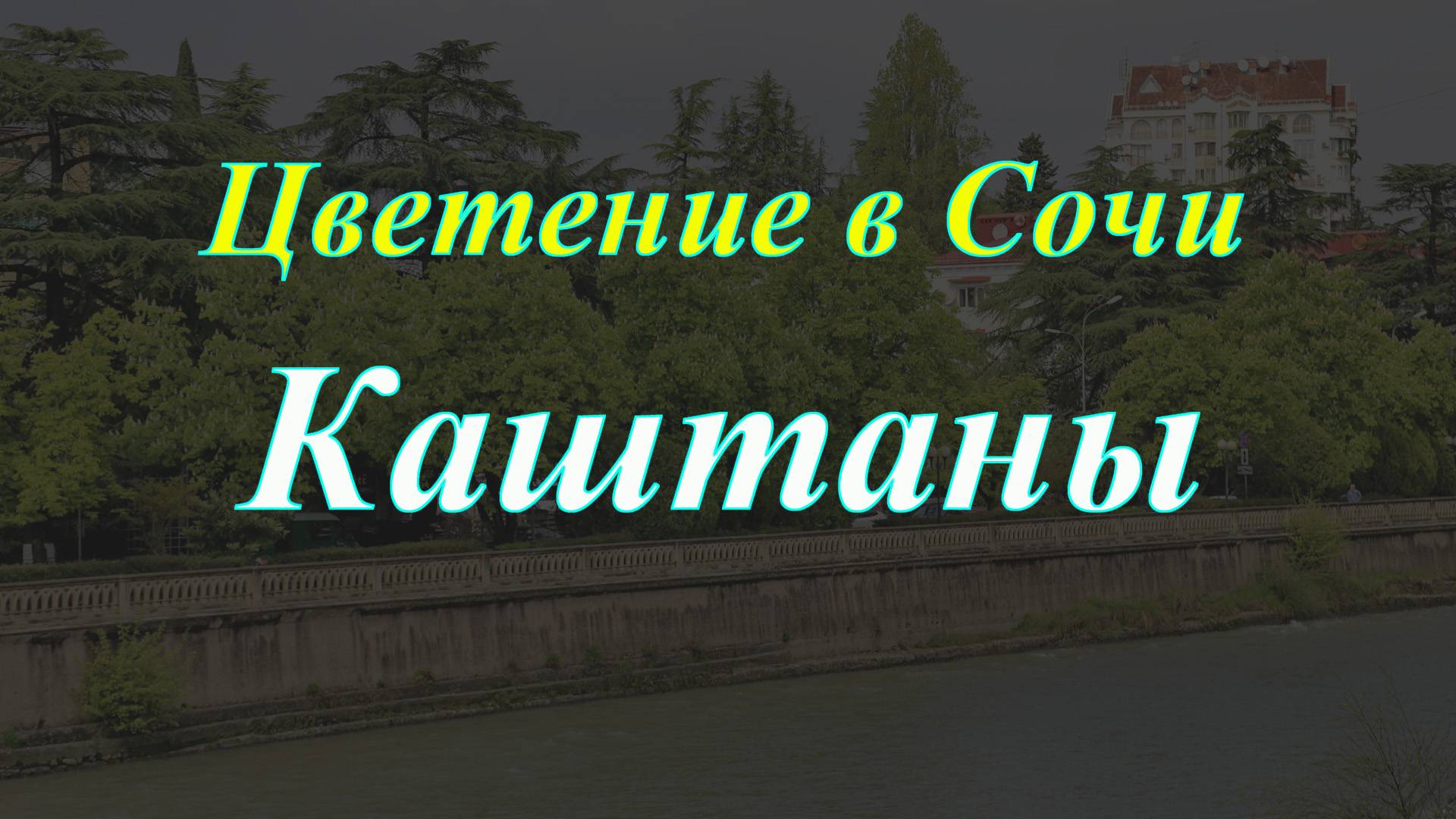 Цветение в Сочи. Каштаны