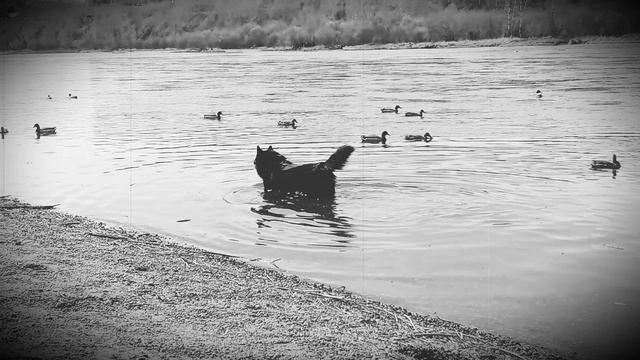 Новость дня: Странная утка!