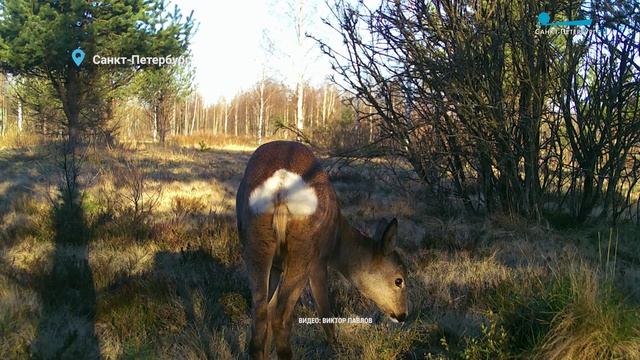 Брачный период у жаб, редкая для Петербурга европейская косуля и красношейные поганки