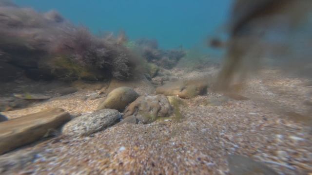 МОРЕ РЫБЫ! Кефаль! Медитация.