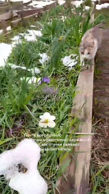 Сегодня уже почти все растаяло. Цветочки мужественно выдержали снегопад.