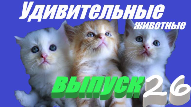 Удивительные животные выпуск 26 #сезонконтентаRUTUBE