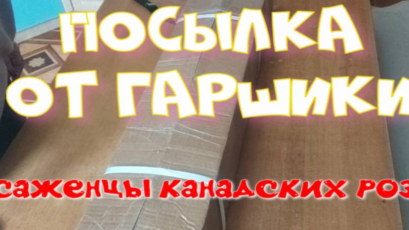 САЖЕНЦЫ КАНАДСКИХ РОЗ ИЗ ГАРШИНКИ