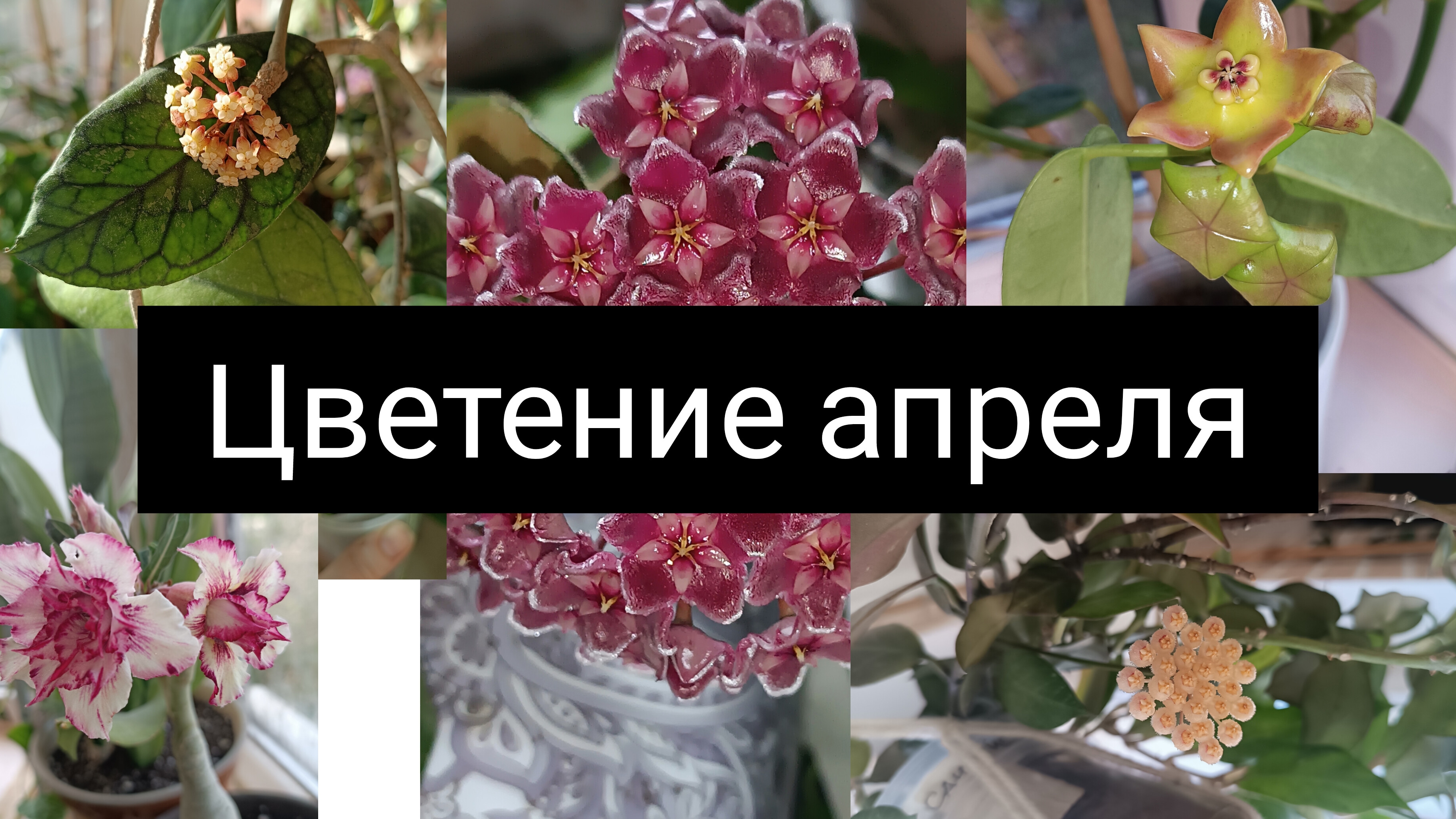 цветение апреля