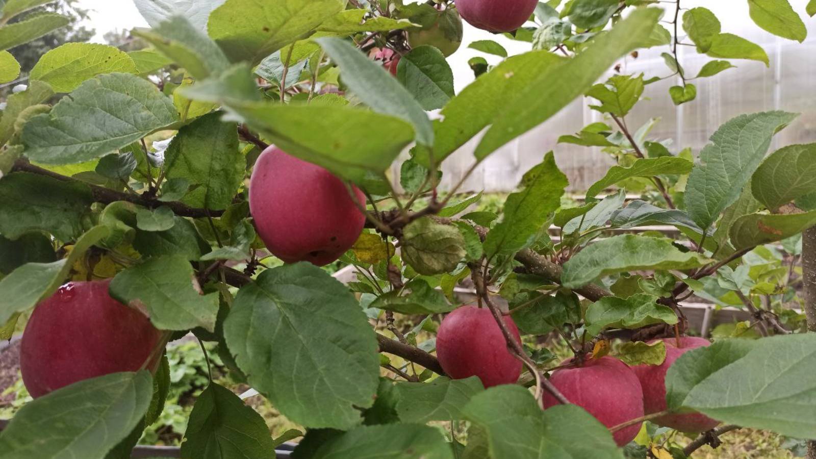 Яблочный год