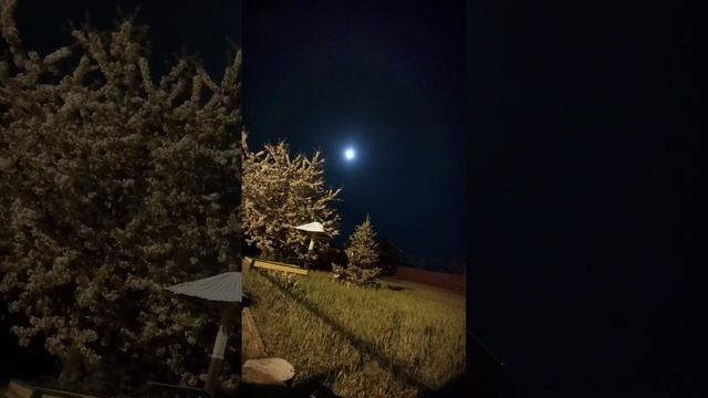 Луна, цветущая черешня и спокойная relax музыка