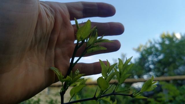 Зизифус распускает листья в конце апреля