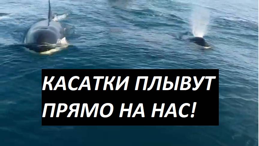 Косатки снова в заливе Анива в туре на маяк Анива