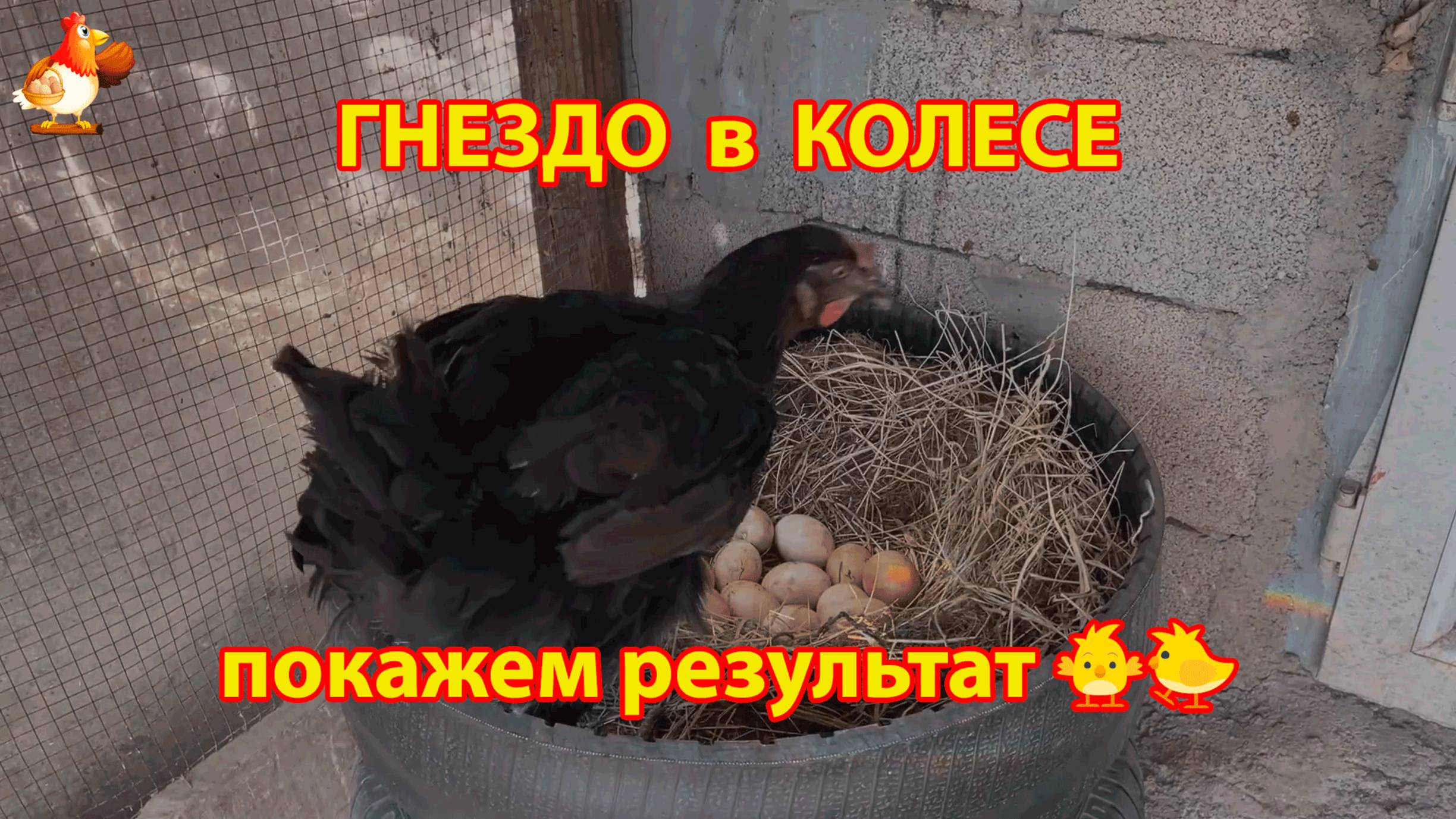 Гнездо для наседки в колесе и результат высиживания цыплят 🐥🐤❣️