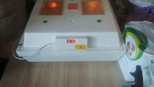 Проклёв и вылуп гусят