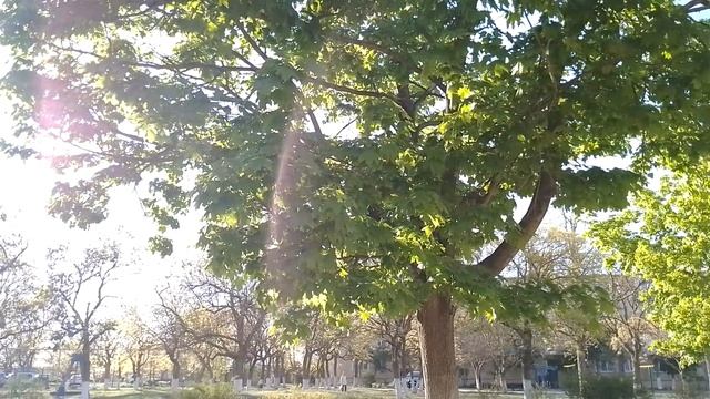 Красивое дерево при свете солнца вечером