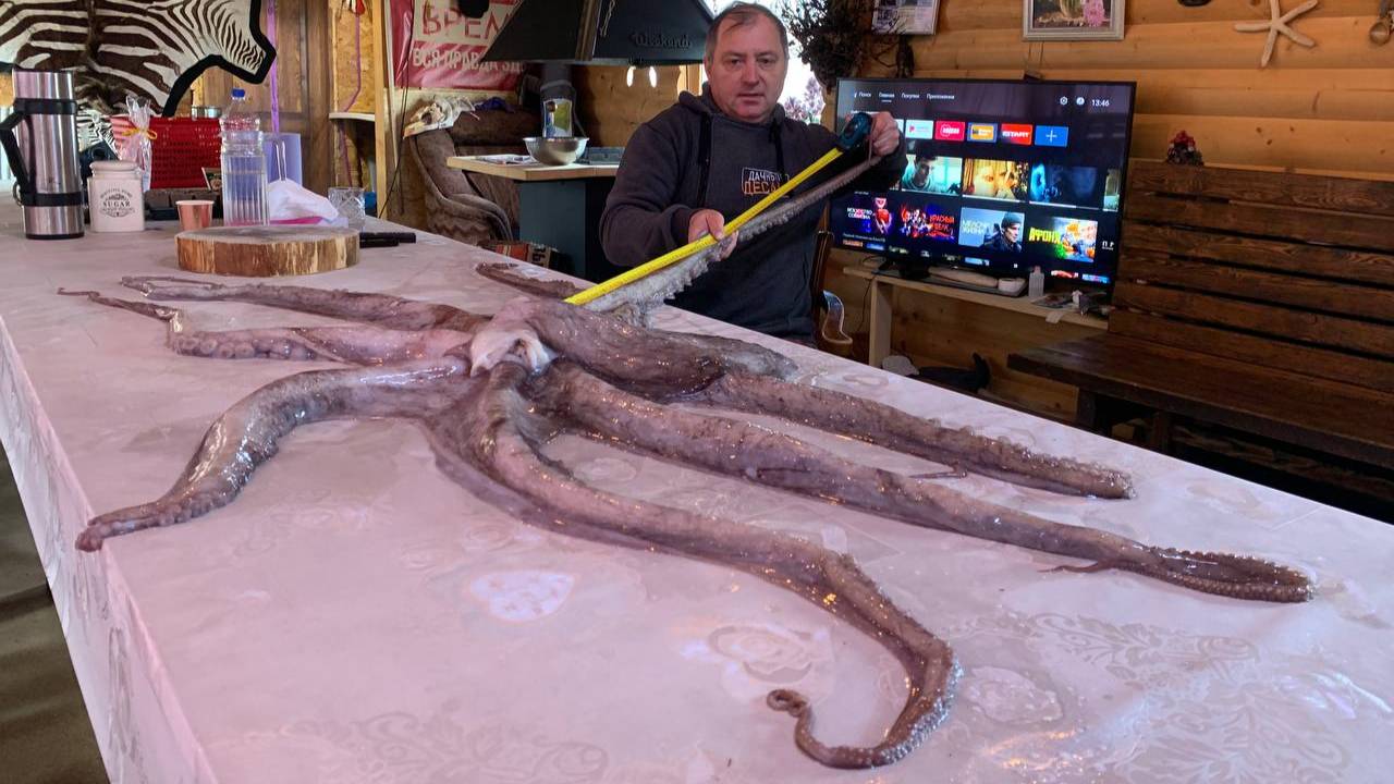 Поймали гигантского осьминога на Камчатке! Вес 10 кило, размах щупалец 2 метра!