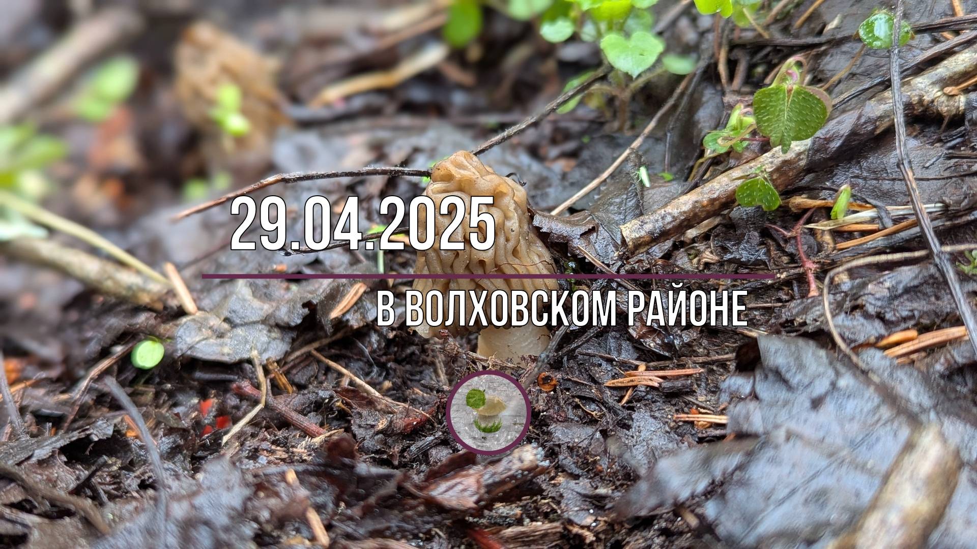 Весенние грибы в Волховском районе ЛО. Строчки, саркосцифы, сморчковые шапочки.