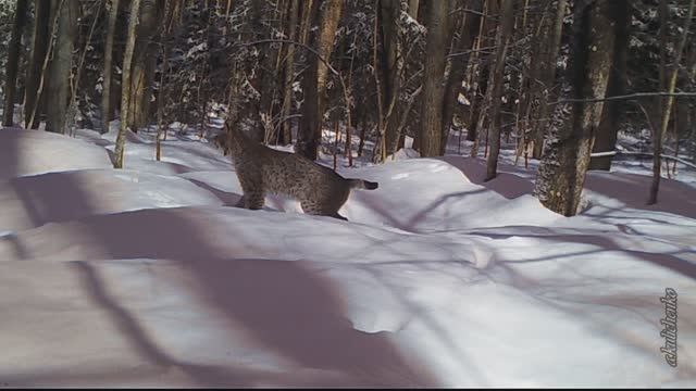 Рысь кричит