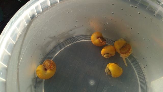 Аквариумные рыбки и улитки. Есть ли жизнь вне аквариума