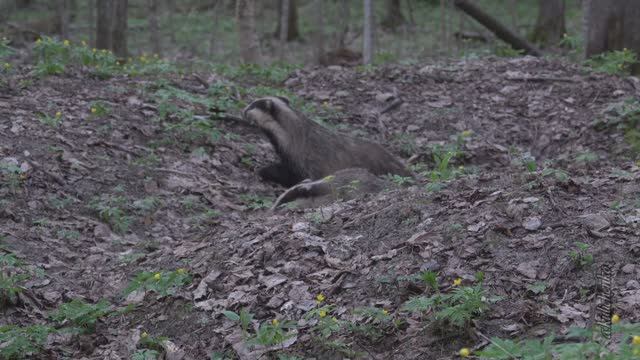 БАРСУКИ ВЕСНОЙ, живой "звук".