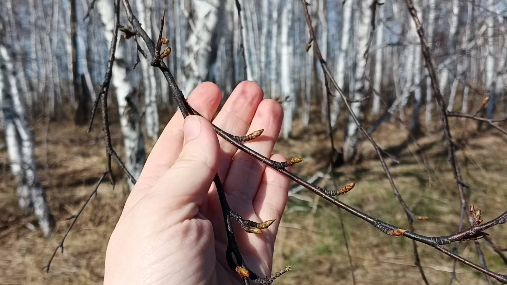 Поездка за березовым соком 2025. Попытка №2